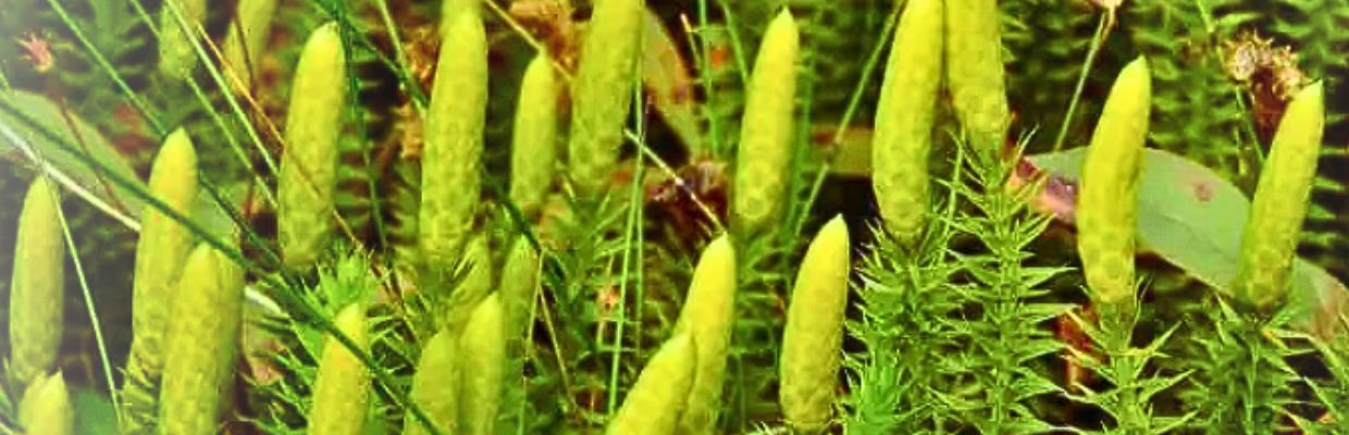 Pedicuta: o planta medicinala cu multiple beneficii pentru sistemul ... Pedicuta: o planta medicinala cu multiple beneficii pentru sistemul ...
