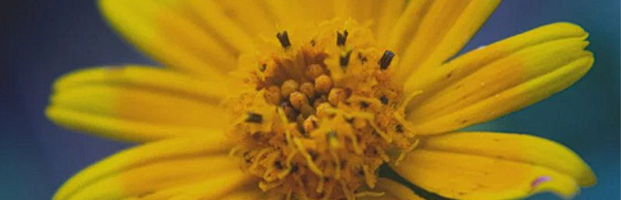 Arnica: beneficii pentru organism, utilizari in farmacie