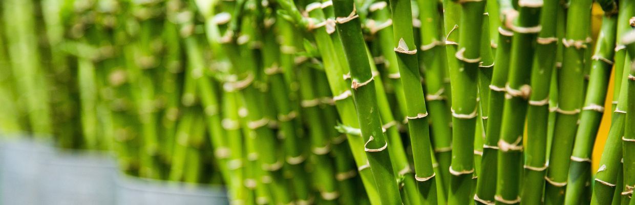 Nutritie: Cum ajuta organismul consumul de lastari de bambus