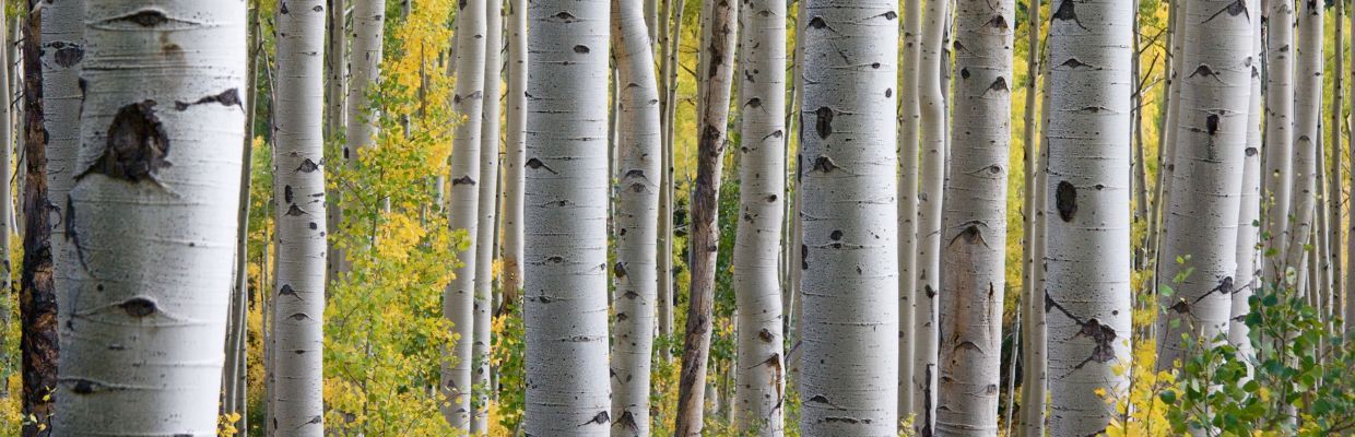 Mesteacanul: cum se foloseste si ce beneficii aduce organismului