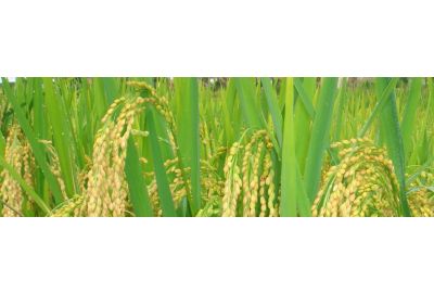 Meiul: Cum recunosti planta, beneficii ale consumului de mei