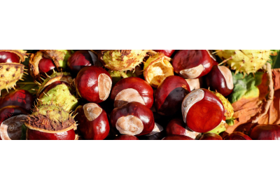 Castanul salbatic: Beneficii pentru organism, contraindicatii