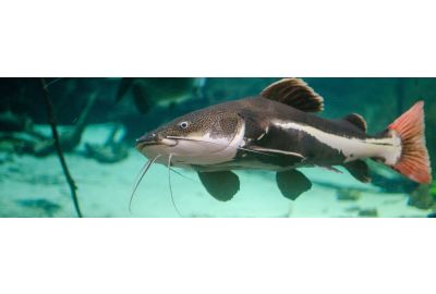 Somnul: Cum recunosti acest peste, cum trebuie consumat, beneficii ...