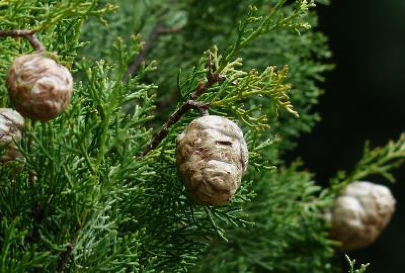 Chiparosul: Cum recunosti acest arbore, ce proprietati are pentru organism