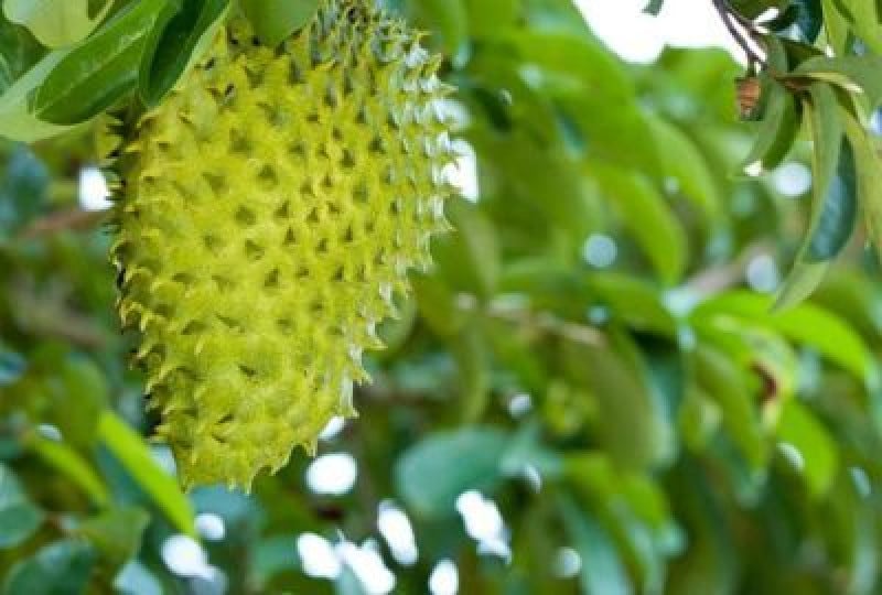 Graviola: Un fruct cu beneficii uimitoare pentru organism