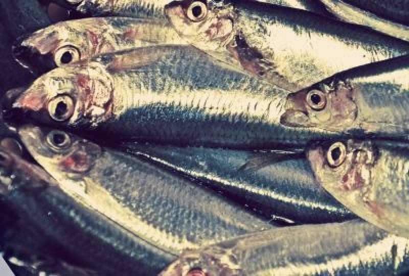 Heringul: Beneficiile consumului acestui peste, reguli de preparare