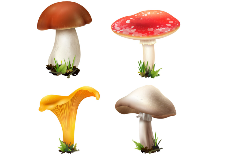Coama Leului sau Hericium: o ciuperca cu efecte imunostimulatoare si ...