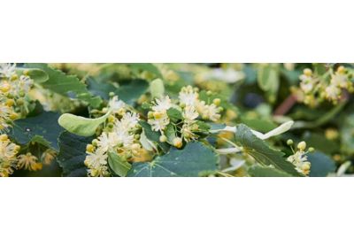 Ceaiul de tei: beneficii, proprietati si contraindicatii