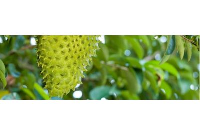 Graviola: Un fruct cu beneficii uimitoare pentru organism