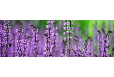 Levantica: mod de utilizare, beneficii si proprietati