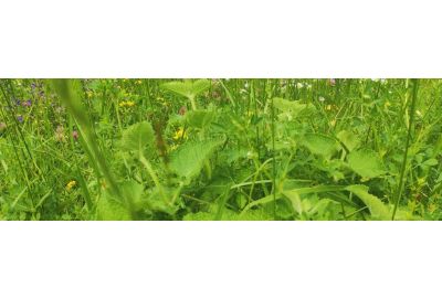 Patlagina: Cum recunosti planta, cum se foloseste, beneficii organism