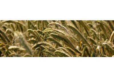 Nutritie: Care sunt beneficiile pentru organism ale consumului de secara