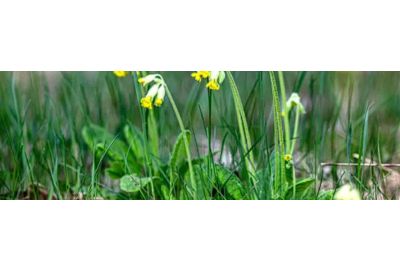 Ciubotica Cucului: beneficii pentru organism, proprietati si utilizare