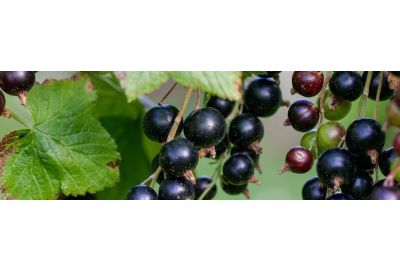 Fructe cu puternic efect antioxidant: De ce e important sa consumi ...