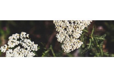 Coada soricelului: proprietati si indicatii terapeutice