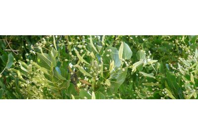 Florile de tei: Beneficii pentru organism, cum trebuie sa le folosesti