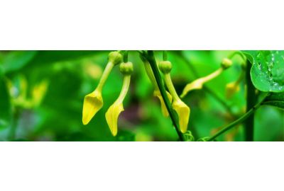 Marul Lupului: Cum recunosti planta, beneficii, contraindicatii de consum