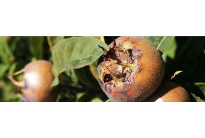 Mosmon: Cum recunosti acest fruct, beneficii pentru organism