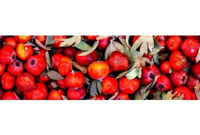 Paducelul: Utilizare, beneficii organism, contraindicatii