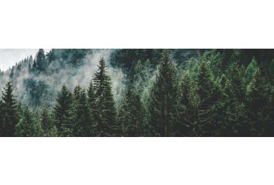 Pinul: utilizari pentru sanatate ale arborelui