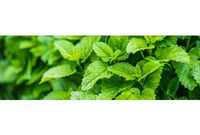 Roinita: proprietati, beneficii, utilizare, contraindicatii