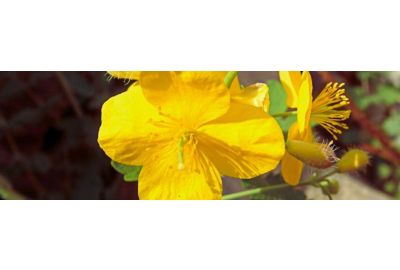 Nutritie: Care sunt beneficiile ceaiului de rostopasca. Contraindicatii