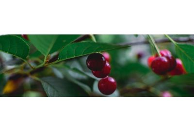 Nutritie: Beneficii ale consumului de visine pentru organism