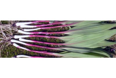 Nutritie: Ce este prazul salbatic, reguli de consum, contraindicatii