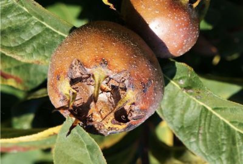 Mosmon: Cum recunosti acest fruct, beneficii pentru organism