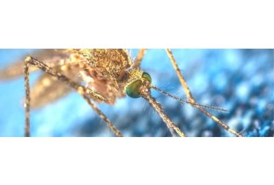 Virusul Zika: Cum recunosti primele simptome, rata de mortalitate ...