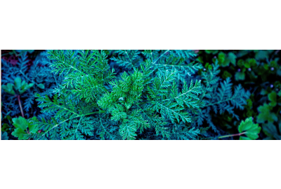 Pelinul Dudesc: Cum recunosti planta si ce proprietati are pentru organism