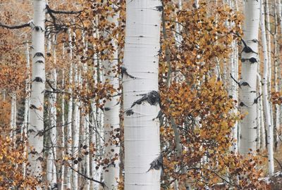 Fagul: Proprietati terapeutice pentru sanatate