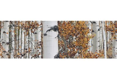 Fagul: Proprietati terapeutice pentru sanatate