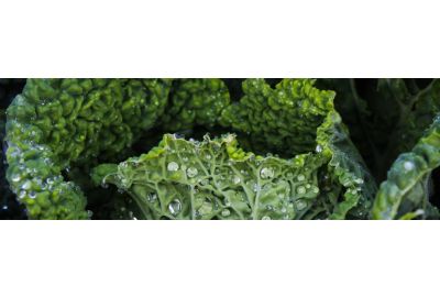 Varza kale, leguma care poate impiedica aparitia celulelor canceroase
