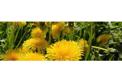 Papadie: Proprietati si beneficii pentru organism