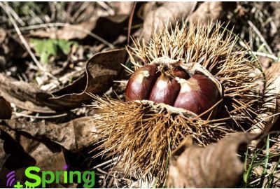 Castanul salbatic: Beneficii pentru organism, contraindicatii