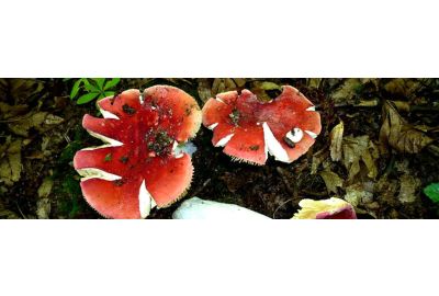 Ciumafaie: beneficii, riscuri pentru sanatate si contraindicatii