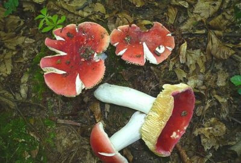 Ciumafaie: beneficii, riscuri pentru sanatate si contraindicatii