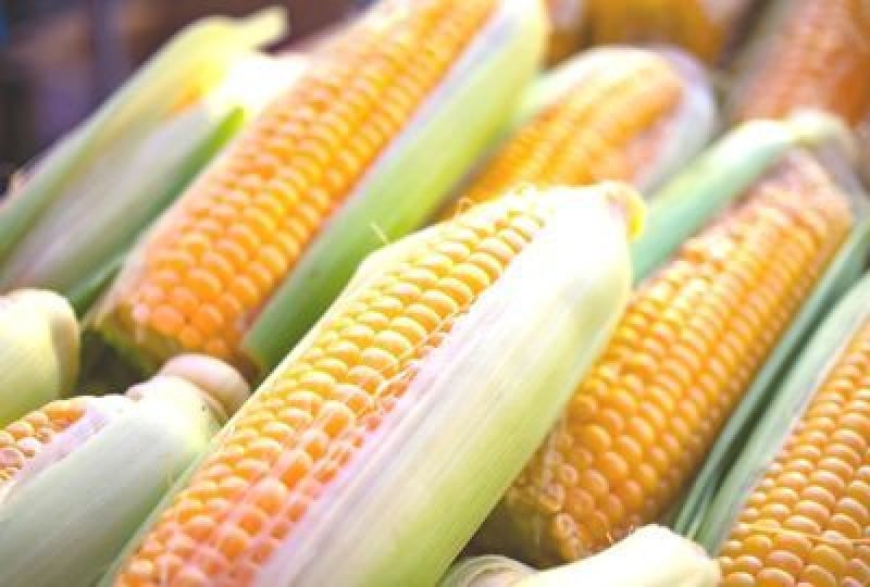 Porumbul: Ce beneficii are pentru organism