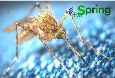 Febra galbena: Cum se transmite, simptome, preventie si tratament