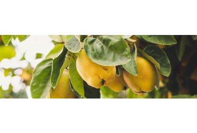 Gutui: beneficii pentru sanatate, retete si utilizari in tratamente