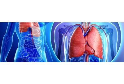 Sistemul respirator: De ce avem nevoie de trahee, care sunt bolile asociate