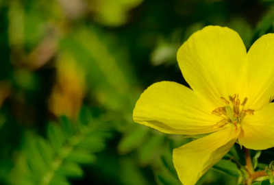 Coltii babei sau Tribulus Terrestris: beneficii, proprietati, utilizari ...