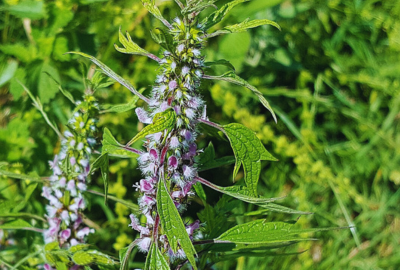 Talpa gastei: o planta cu proprietati antiinflamatorii, antispastice si ...