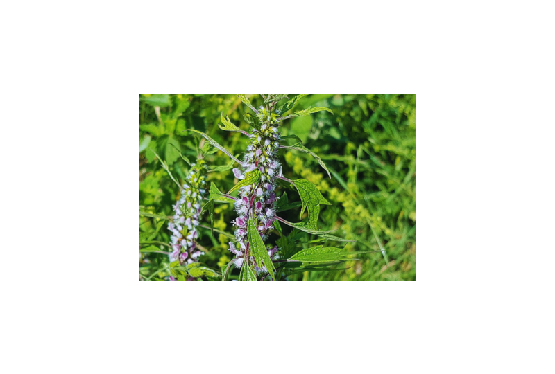 Talpa gastei: o planta cu proprietati antiinflamatorii, antispastice si ...