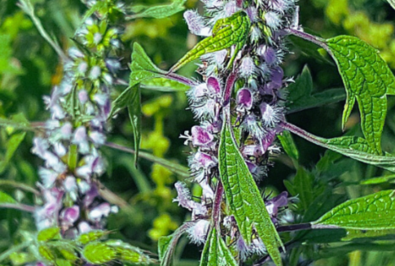 Talpa gastei: o planta cu proprietati antiinflamatorii, antispastice si ...
