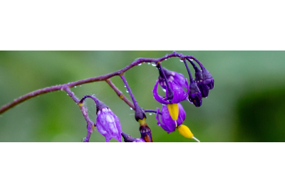 Lasnicior: efecte calmante, antispastice si somnifere. Cum recunosti planta