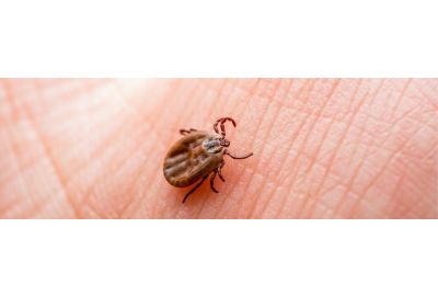 Boala Lyme - cauze, diagnostic si tratament