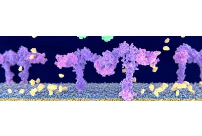 L-Tirozina: Ce este, beneficii pentru organism, contraindicatii