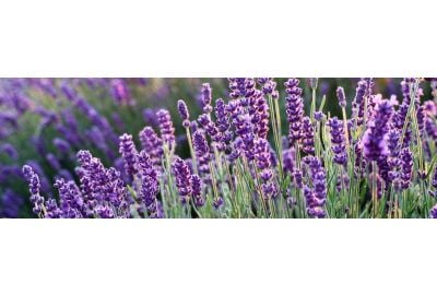 Lavanda: mod de utilizare, beneficii, proprietati